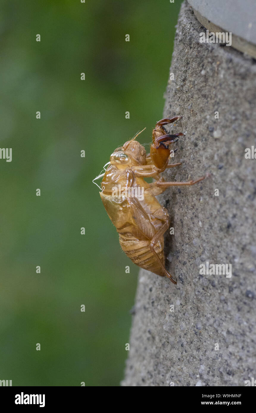 skin of insect, cicada Stock Photo - Alamy