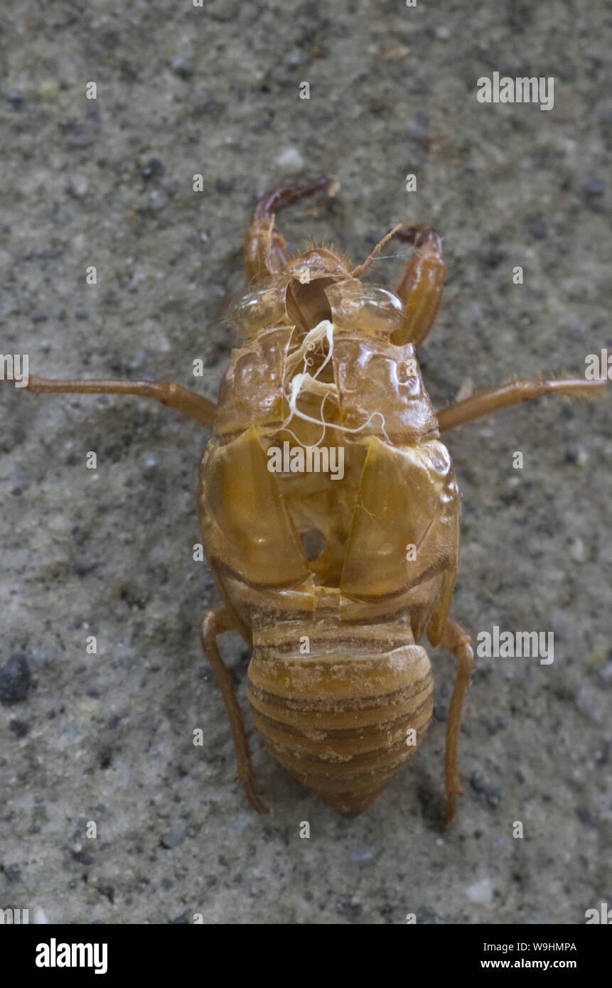 skin of insect, cicada Stock Photo - Alamy