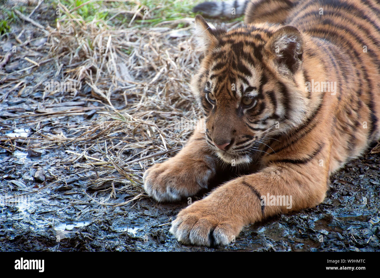 Sydney Australia, young sumatran tiger playing in mud and water Stock ...