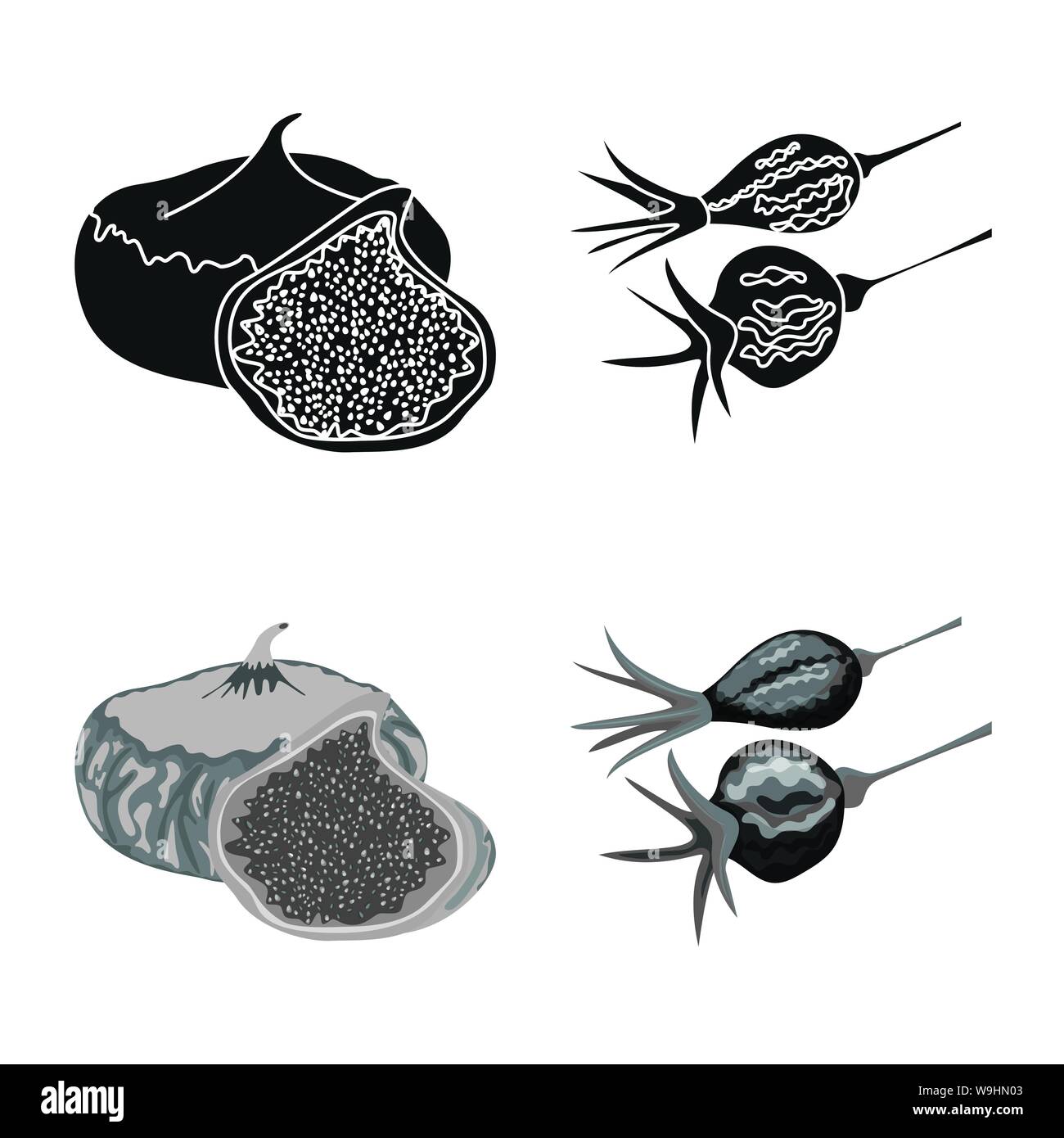Vector illustration of food and raw icon. Set of food and nature vector ...
