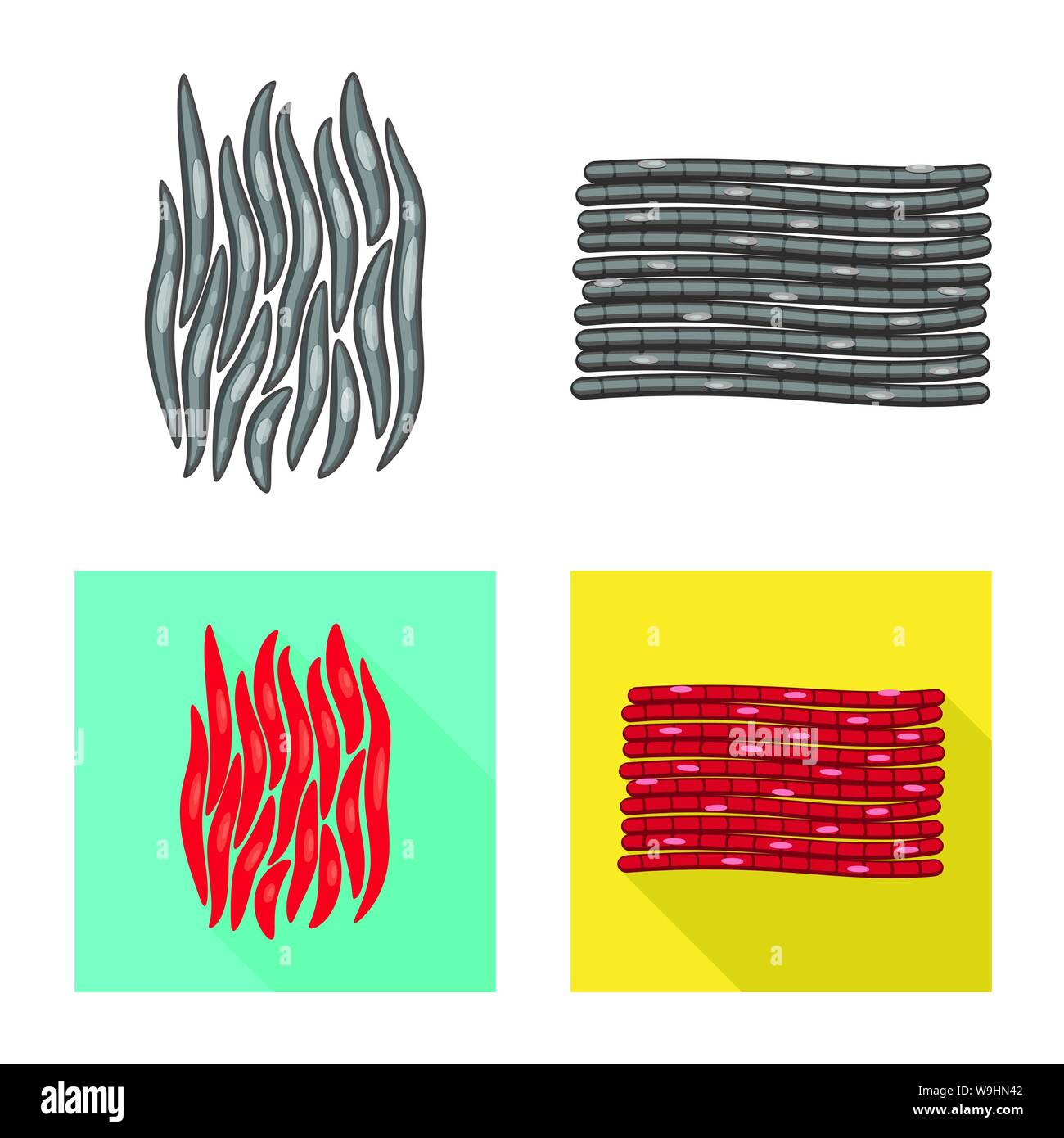 Vector design of fiber and muscular symbol. Collection of fiber and ...