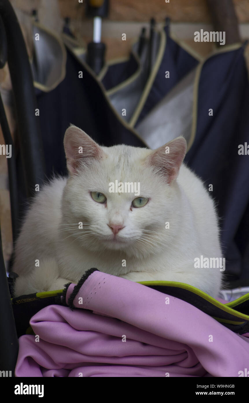 white cat in the house Stock Photo - Alamy