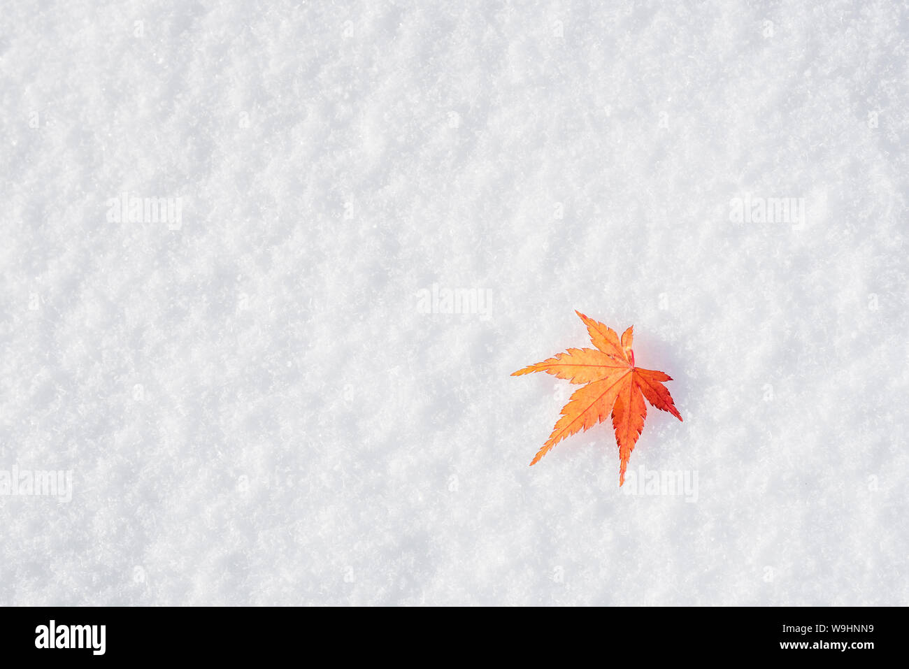 Colourful maple leave falling on fresh white snow ice at public park in ...