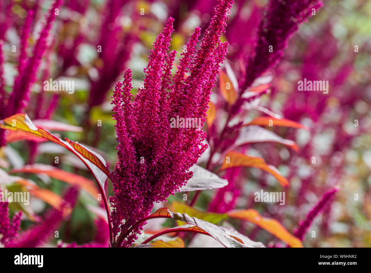 Amaranthus cruentus, amaranth flowers Stock Photo - Alamy