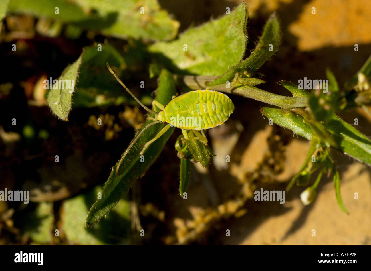 green true bug. little one Stock Photo - Alamy