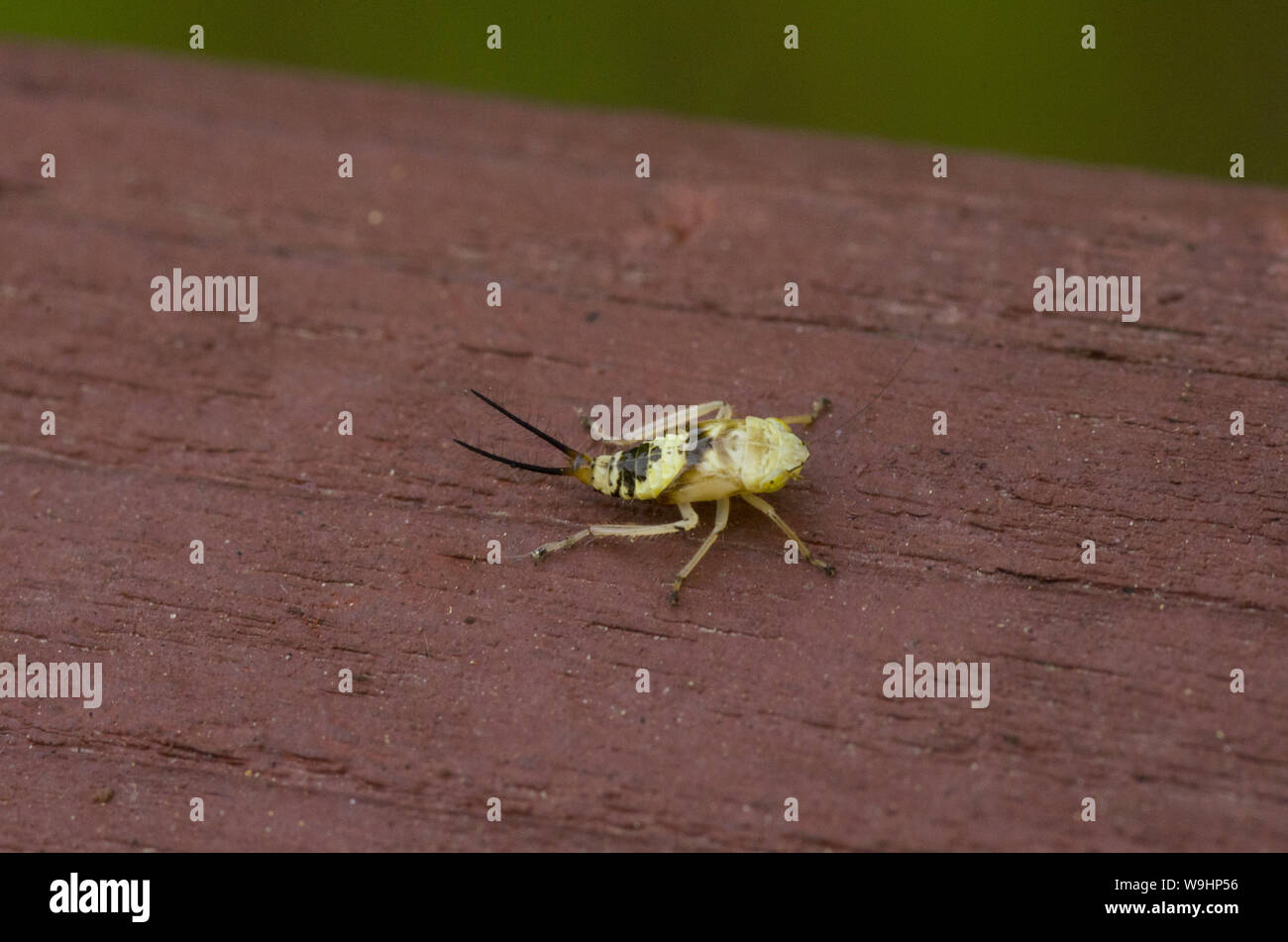bug, cicada on wood Stock Photo - Alamy