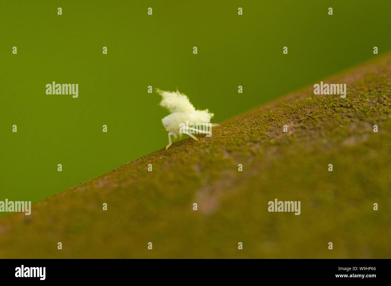 Ricania sp hi-res stock photography and images - Alamy
