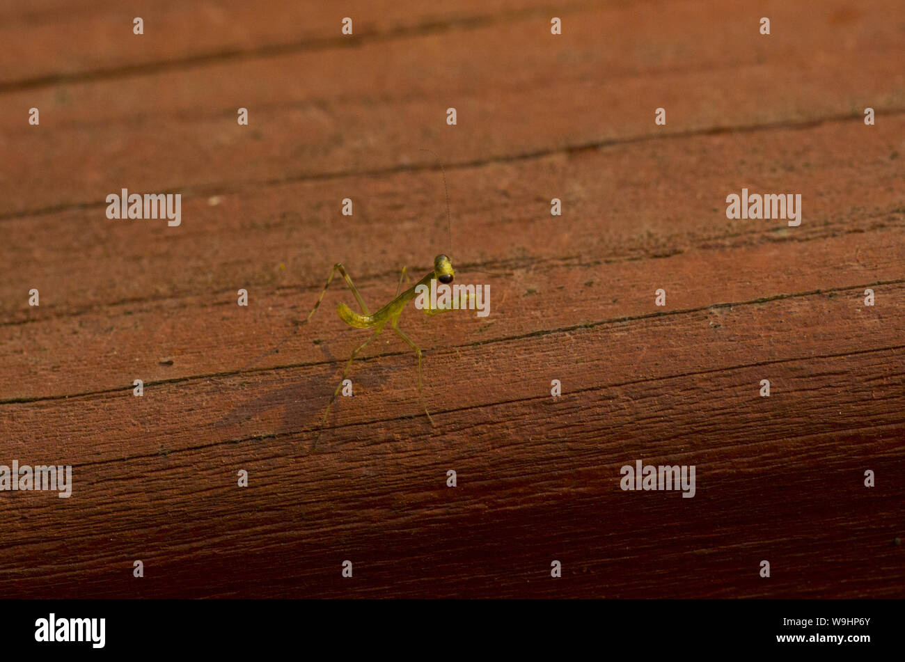 little mantis on brown wood Stock Photo - Alamy
