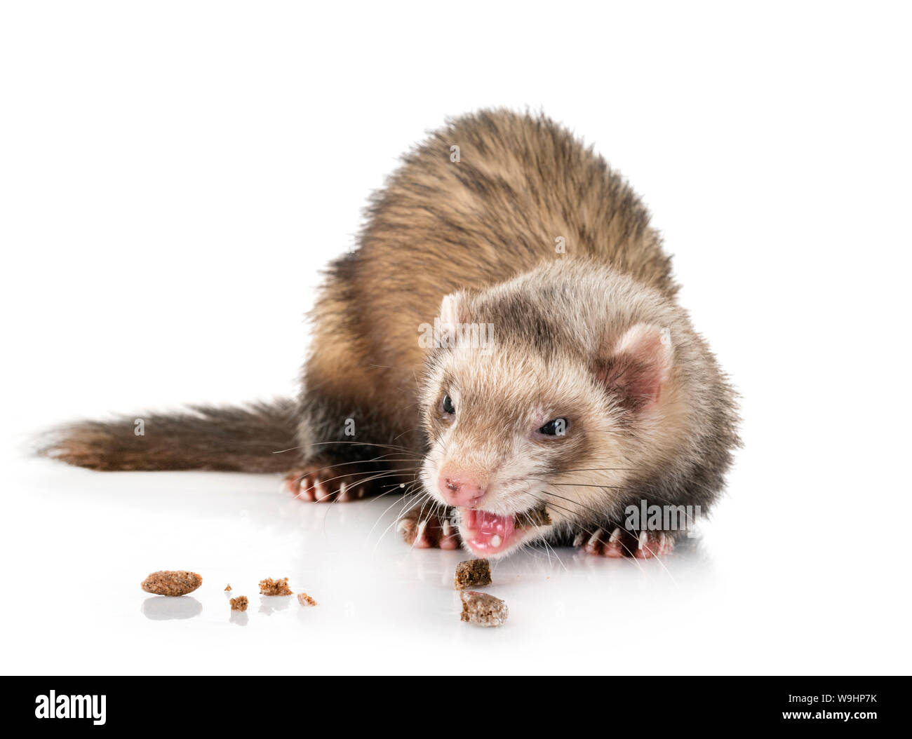 brown ferret in front of white background Stock Photo - Alamy