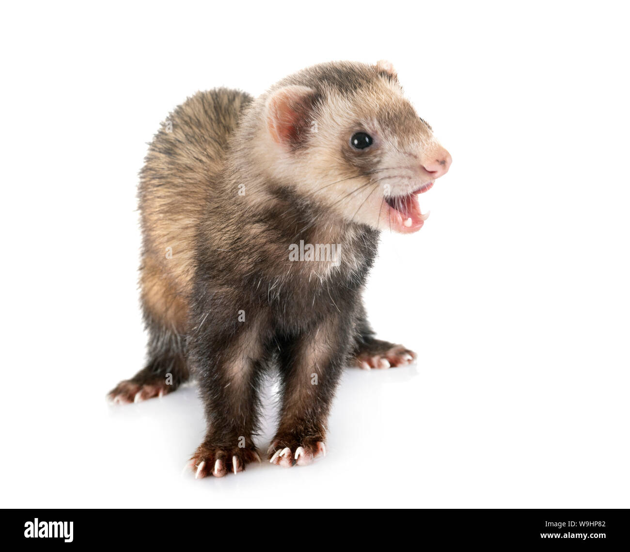 brown ferret in front of white background Stock Photo - Alamy