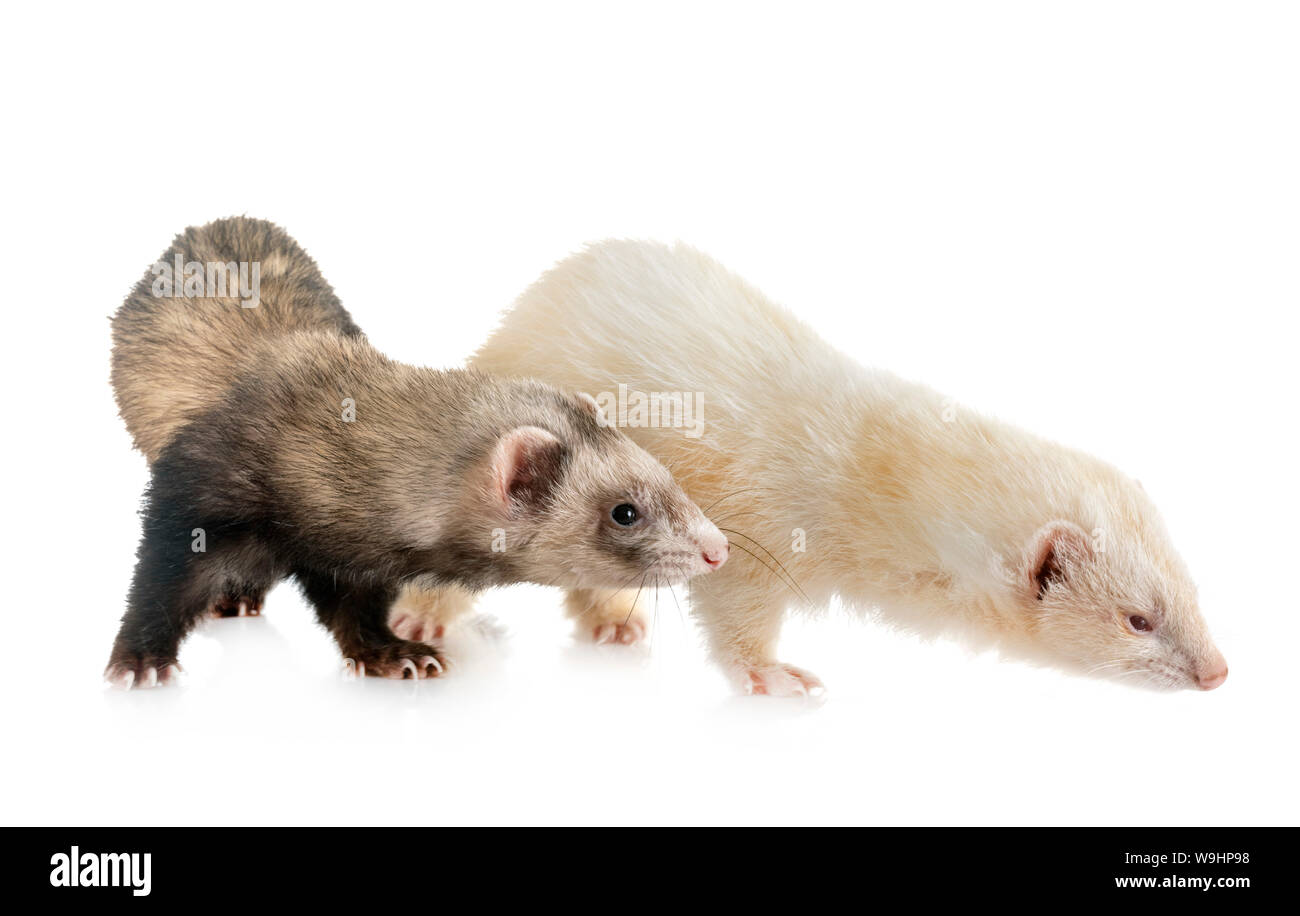 two ferrets in front of white background Stock Photo - Alamy