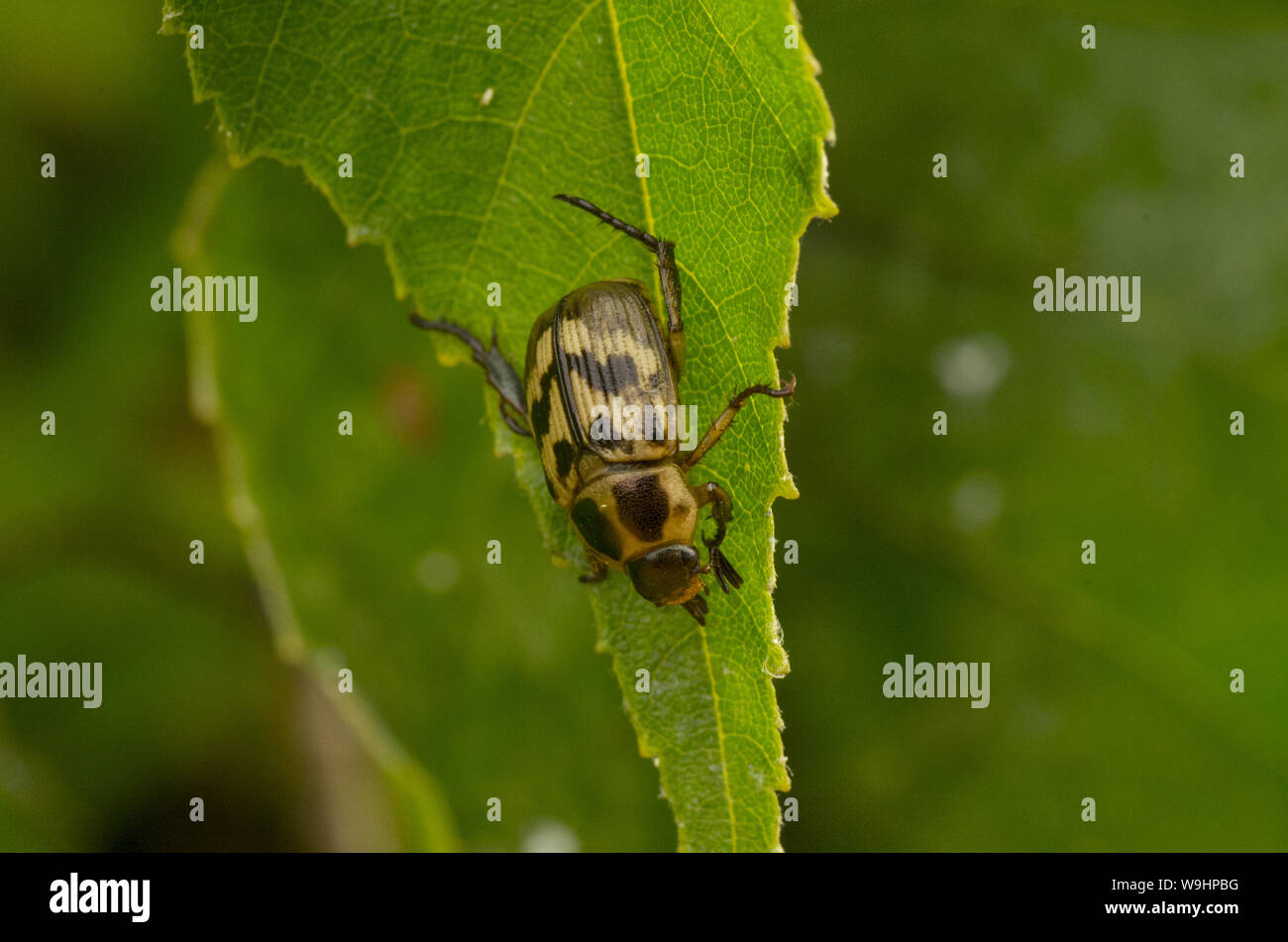 brown beetle with black spots Stock Photo - Alamy