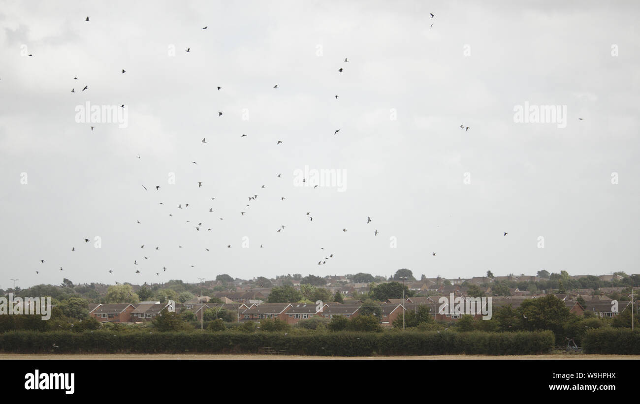 Laindon hi-res stock photography and images - Alamy