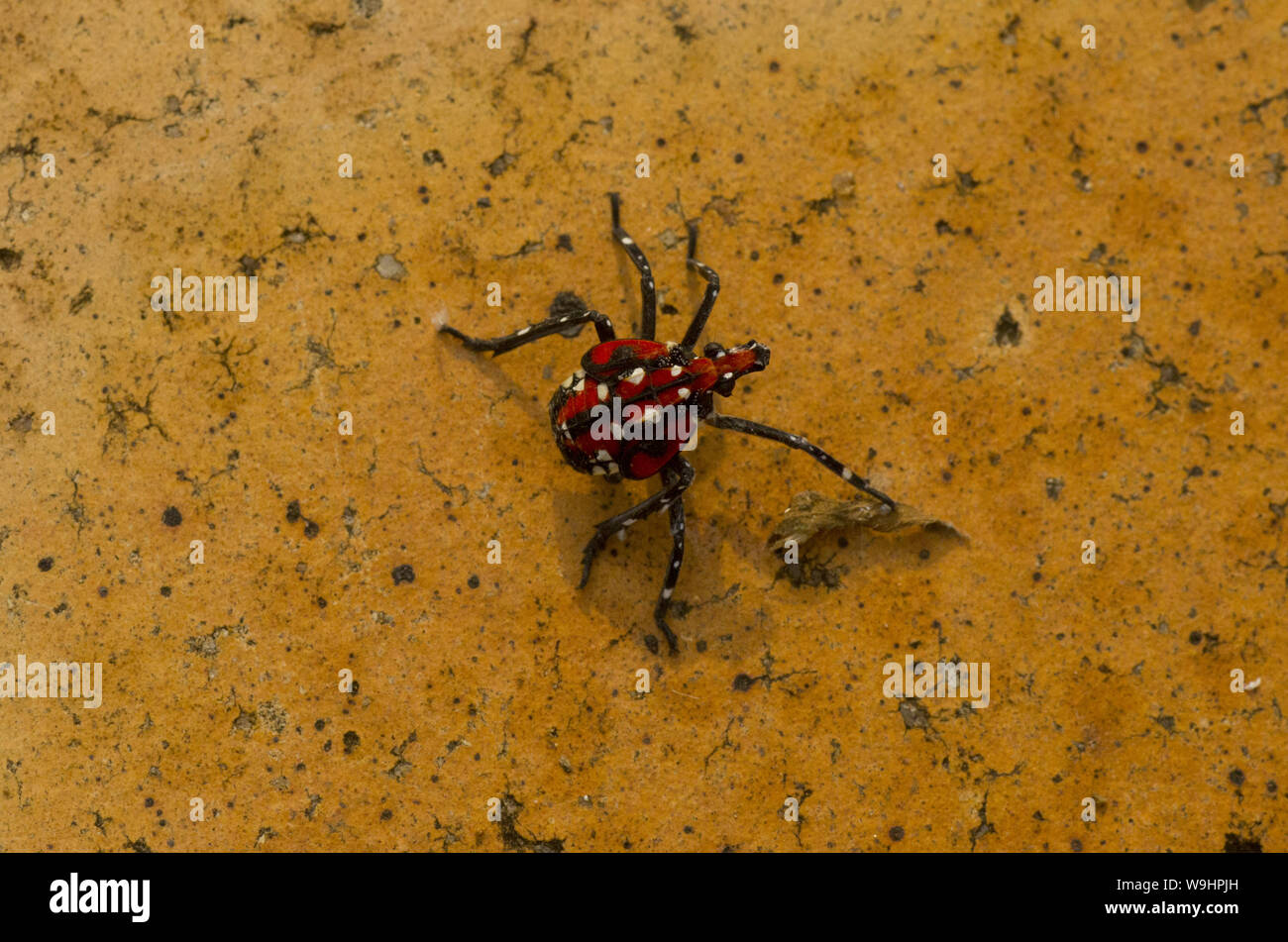 red cicada. not grown up Stock Photo - Alamy