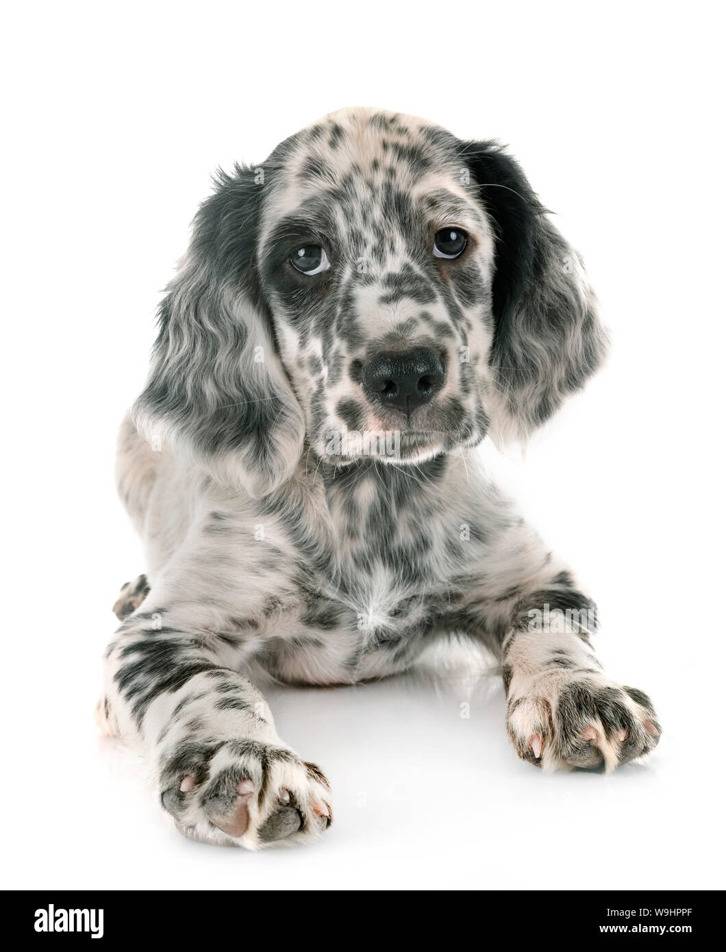 puppy english setter in front of white background Stock Photo - Alamy