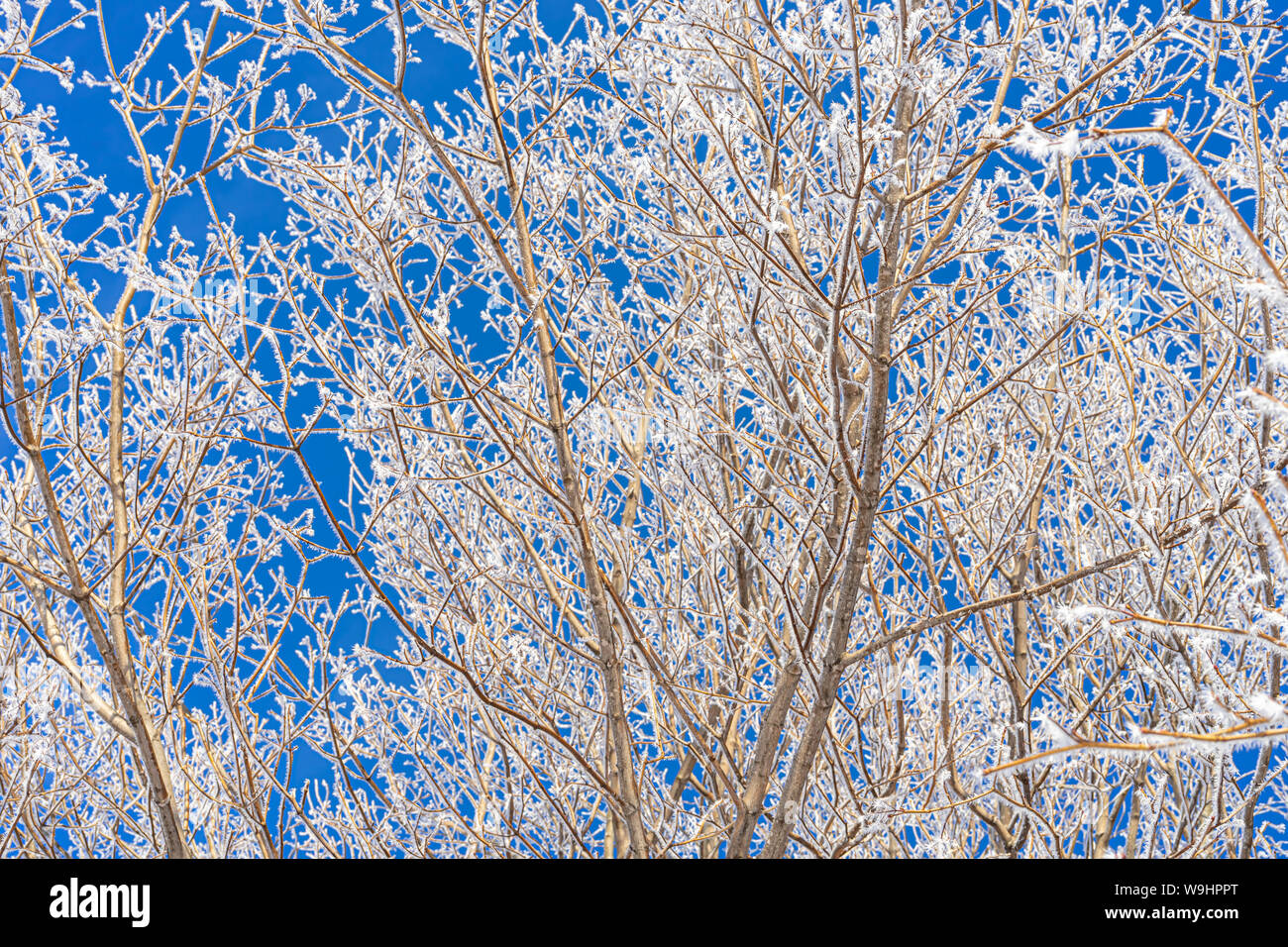 Icey branches hi-res stock photography and images - Alamy