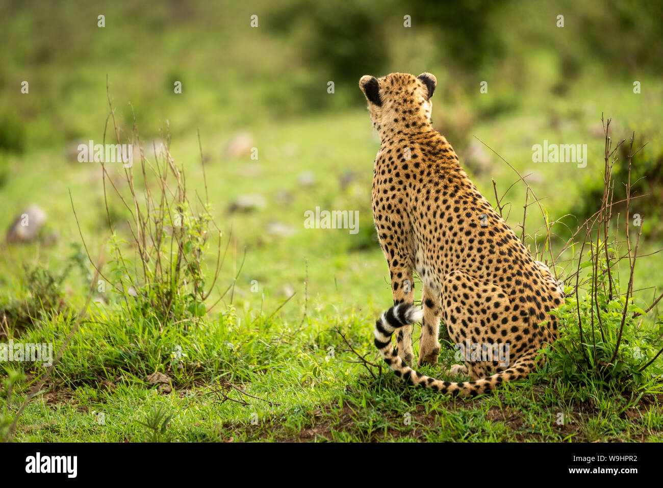 Female cheetah sitting on grass looking away Stock Photo - Alamy