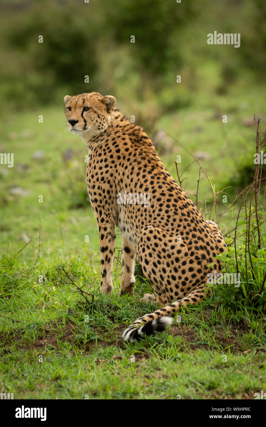 Female cheetah sits on grass looking left Stock Photo - Alamy