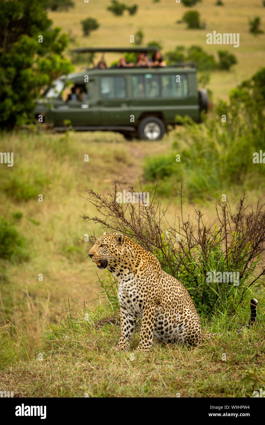 Leopard sits looking left with truck behind Stock Photo - Alamy