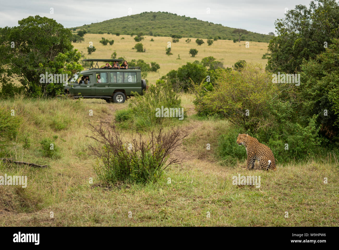 Safari vehicle leopard africa hi-res stock photography and images - Alamy