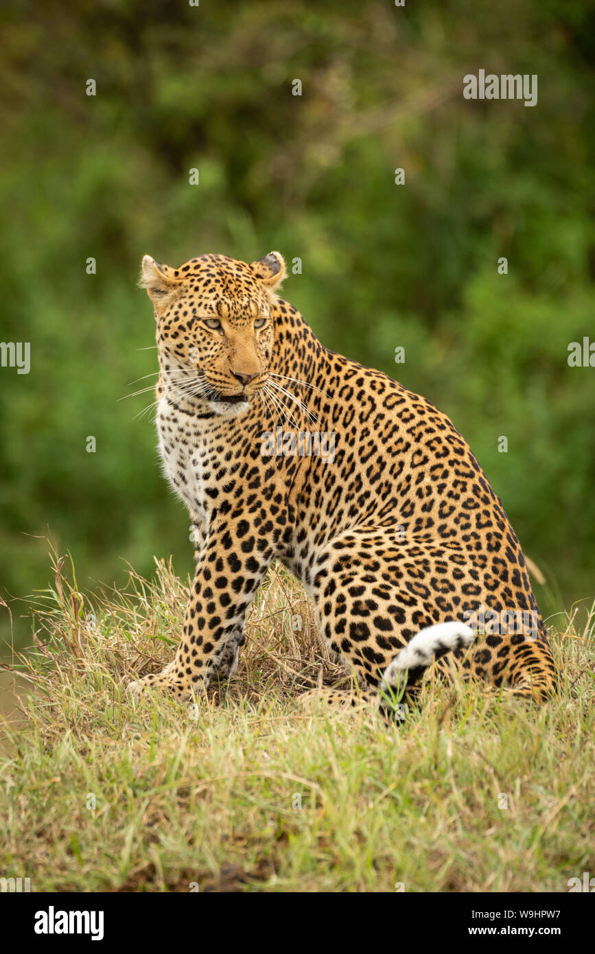 Leopard panthera pardus looking back hi-res stock photography and ...