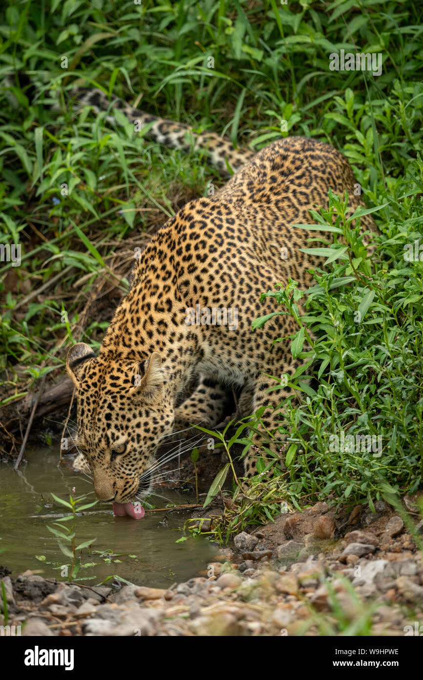 Leopard stands in bushes drinking from shallows Stock Photo - Alamy