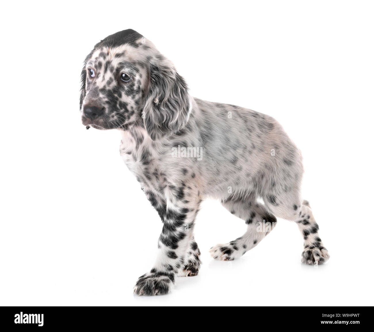 puppy english setter in front of white background Stock Photo - Alamy