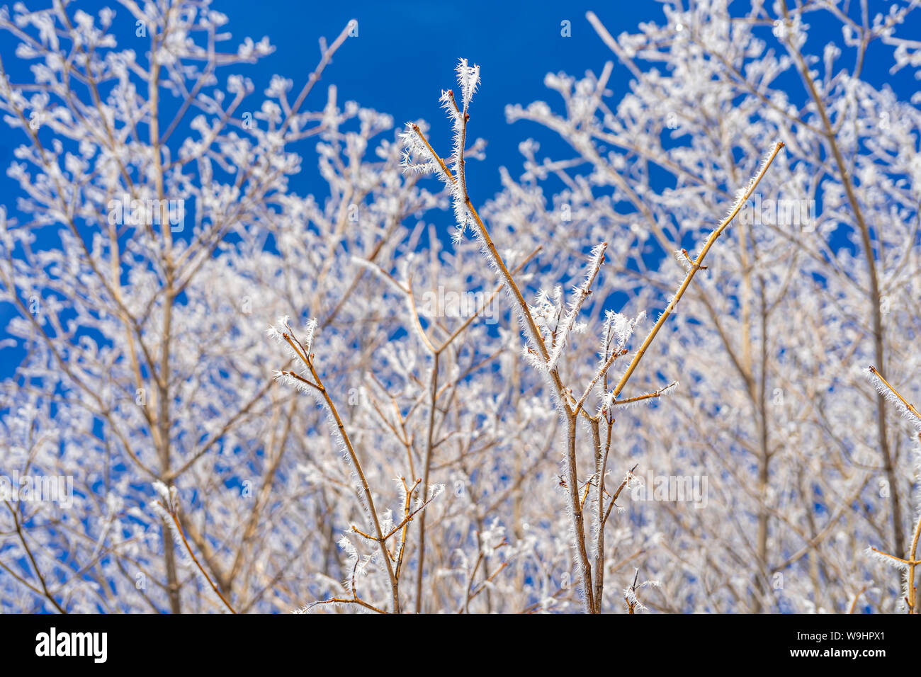 Icey branches hi-res stock photography and images - Alamy