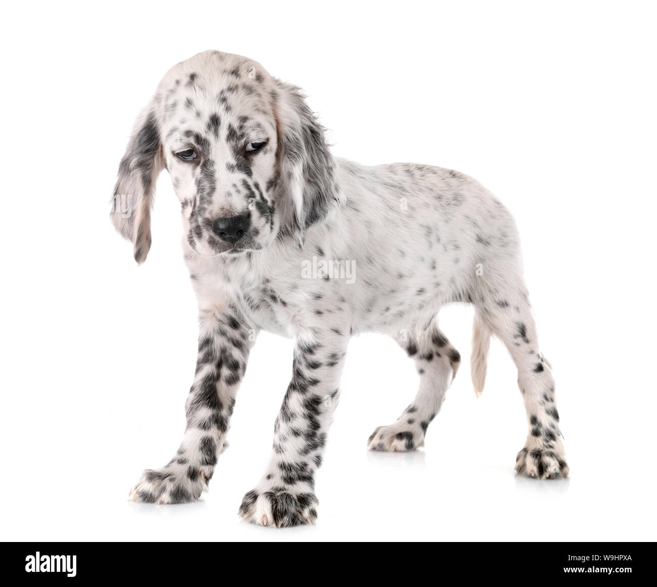 English Setter Terrier Mix