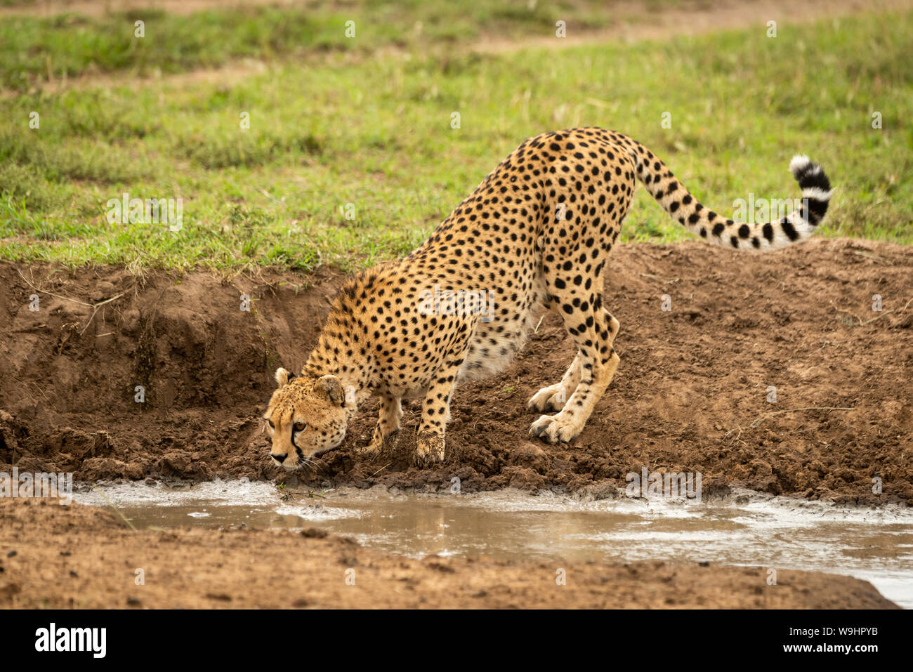 Female cheetah stands crouching by water hole Stock Photo - Alamy