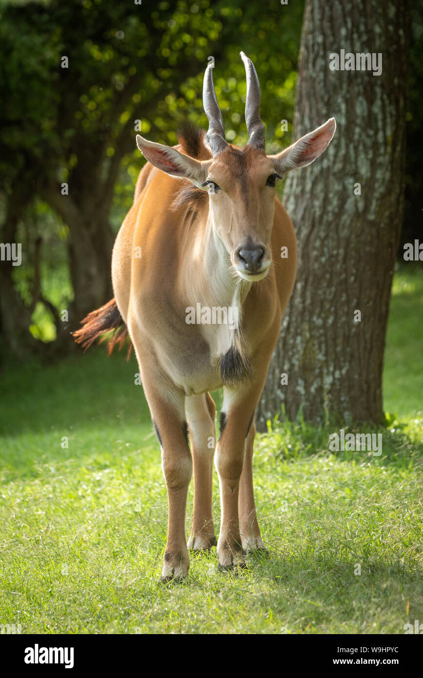 Common eland stands by tree watching camera Stock Photo - Alamy