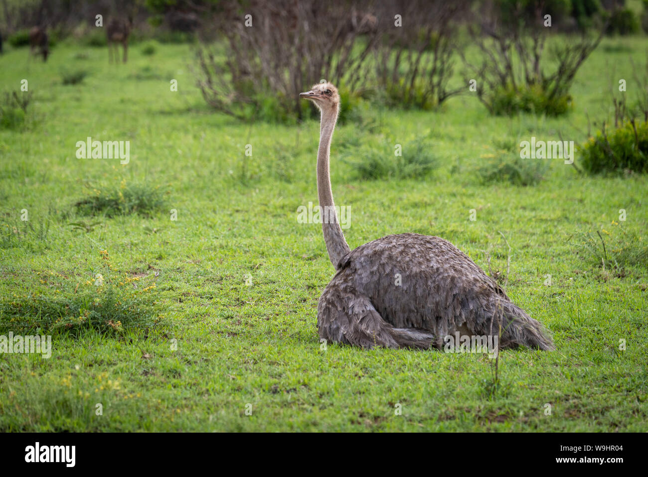 Female common ostrich lying on short grass Stock Photo - Alamy