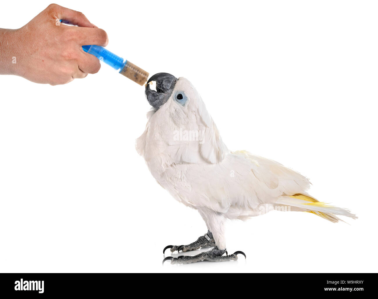 White cockatoo in front of white background Stock Photo - Alamy
