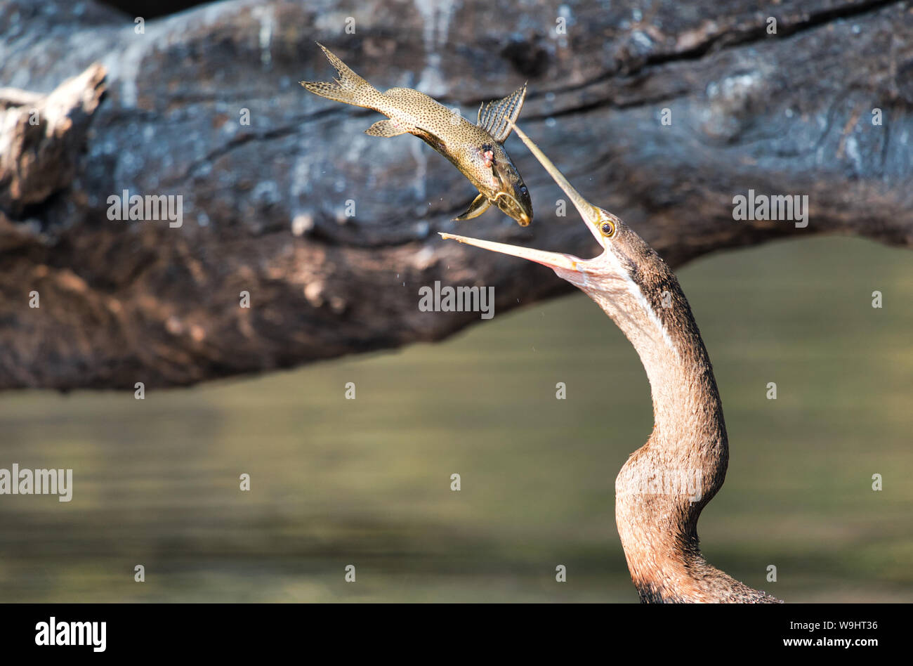 Bird catching fish on Zambezi river, Africa Stock Photo - Alamy