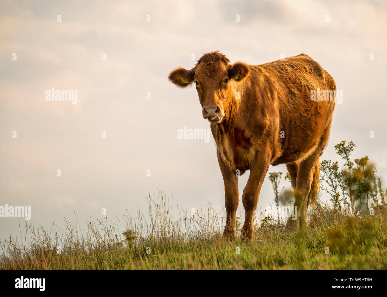 Cow on top of hill standing looking down at camera with sky background ...