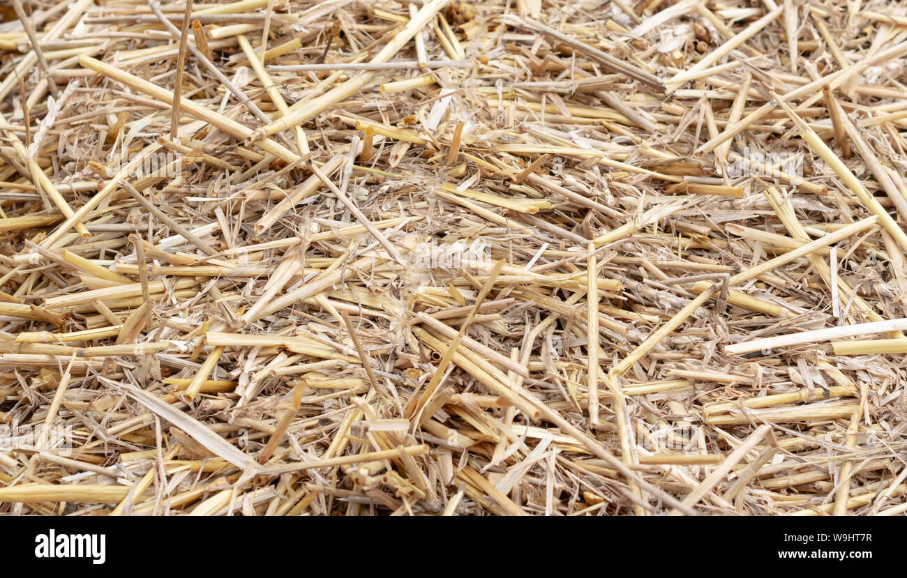 Dry yellow straw grass background texture after havest Stock Photo - Alamy
