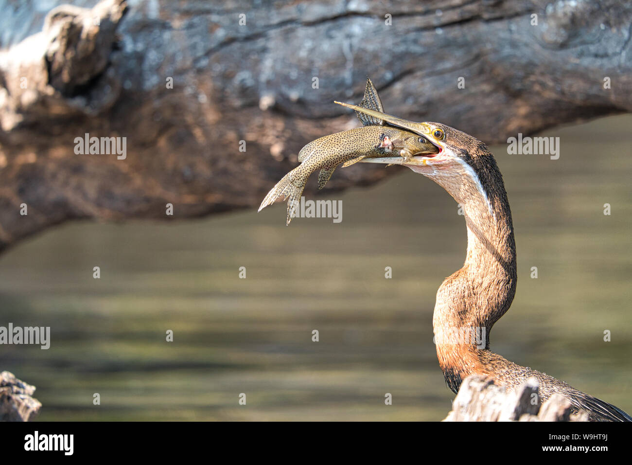 Bird catching fish on Zambezi river, Africa Stock Photo - Alamy