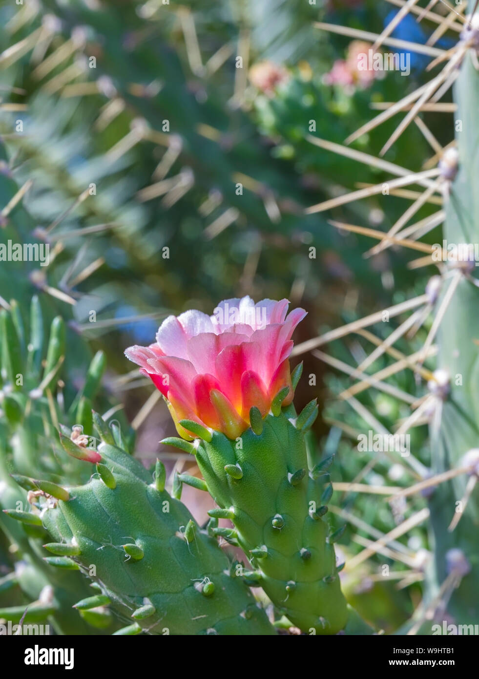 Prickly Pear Cactus Pink Flower High Resolution Stock Photography and ...