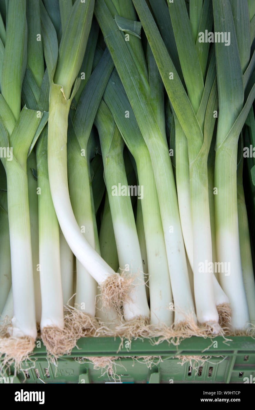 Bunch of Leeks in Box Stock Photo - Alamy