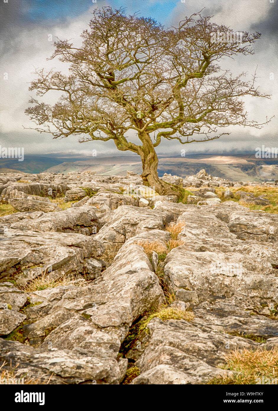 Lone Tree and Limestone Pavement at Malham, Yorkshire Dales Stock Photo ...