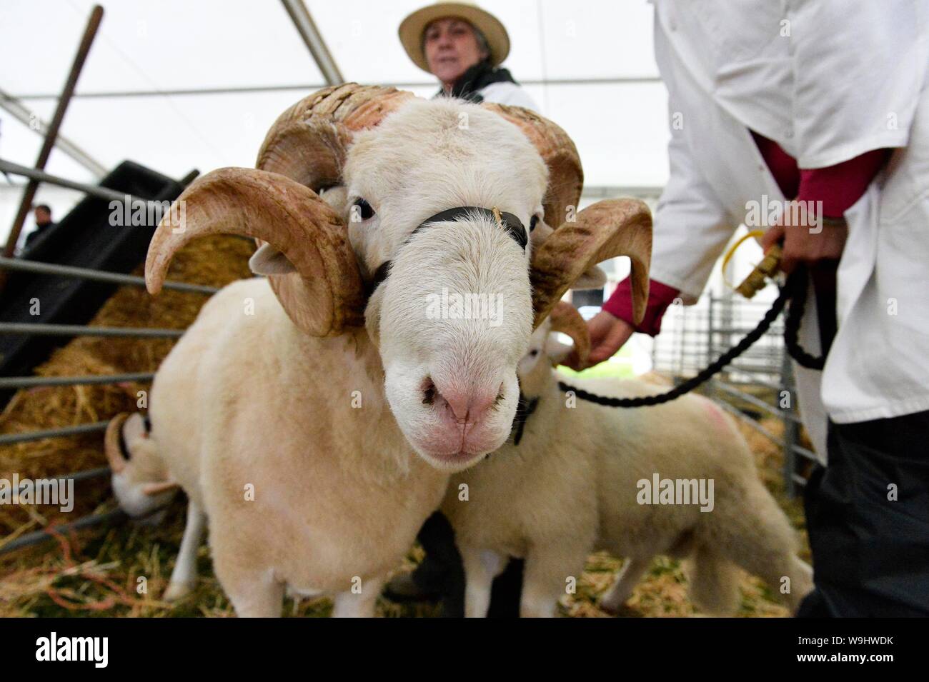 South of England Show 2019 Day 2 Crowds braved the rain at the ...