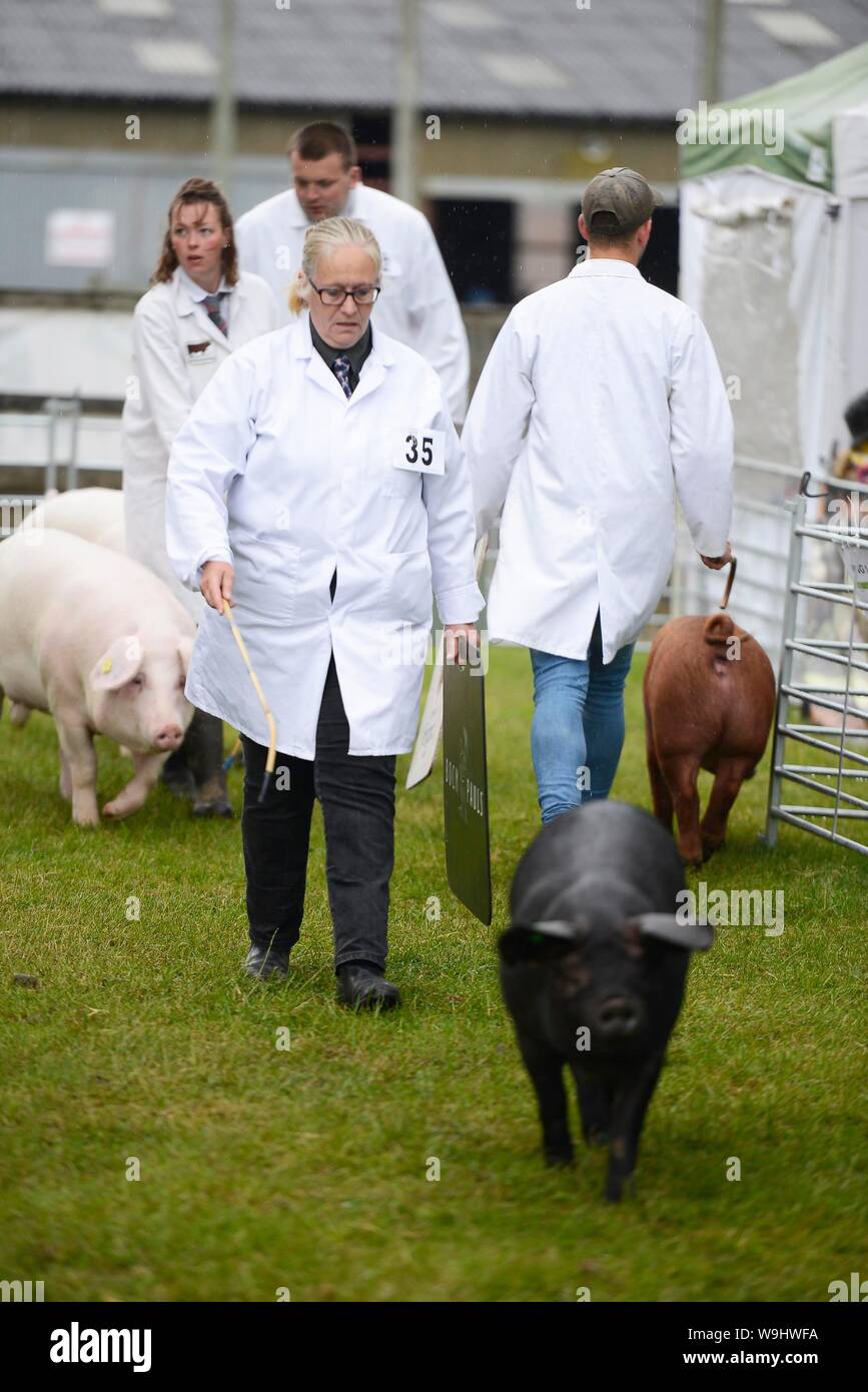 South of England Show 2019 Day 2 Crowds braved the rain at the ...