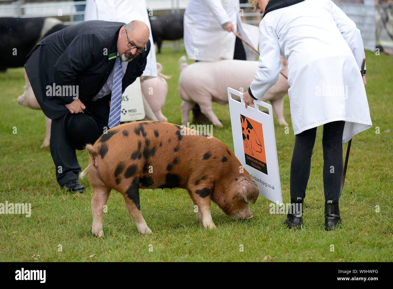 South of England Show 2019 Day 2 Crowds braved the rain at the ...