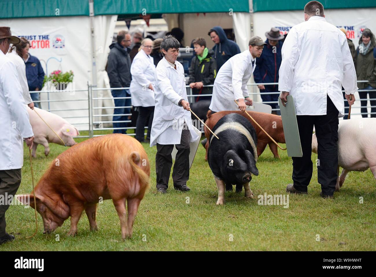 South of England Show 2019 Day 2 Crowds braved the rain at the ...