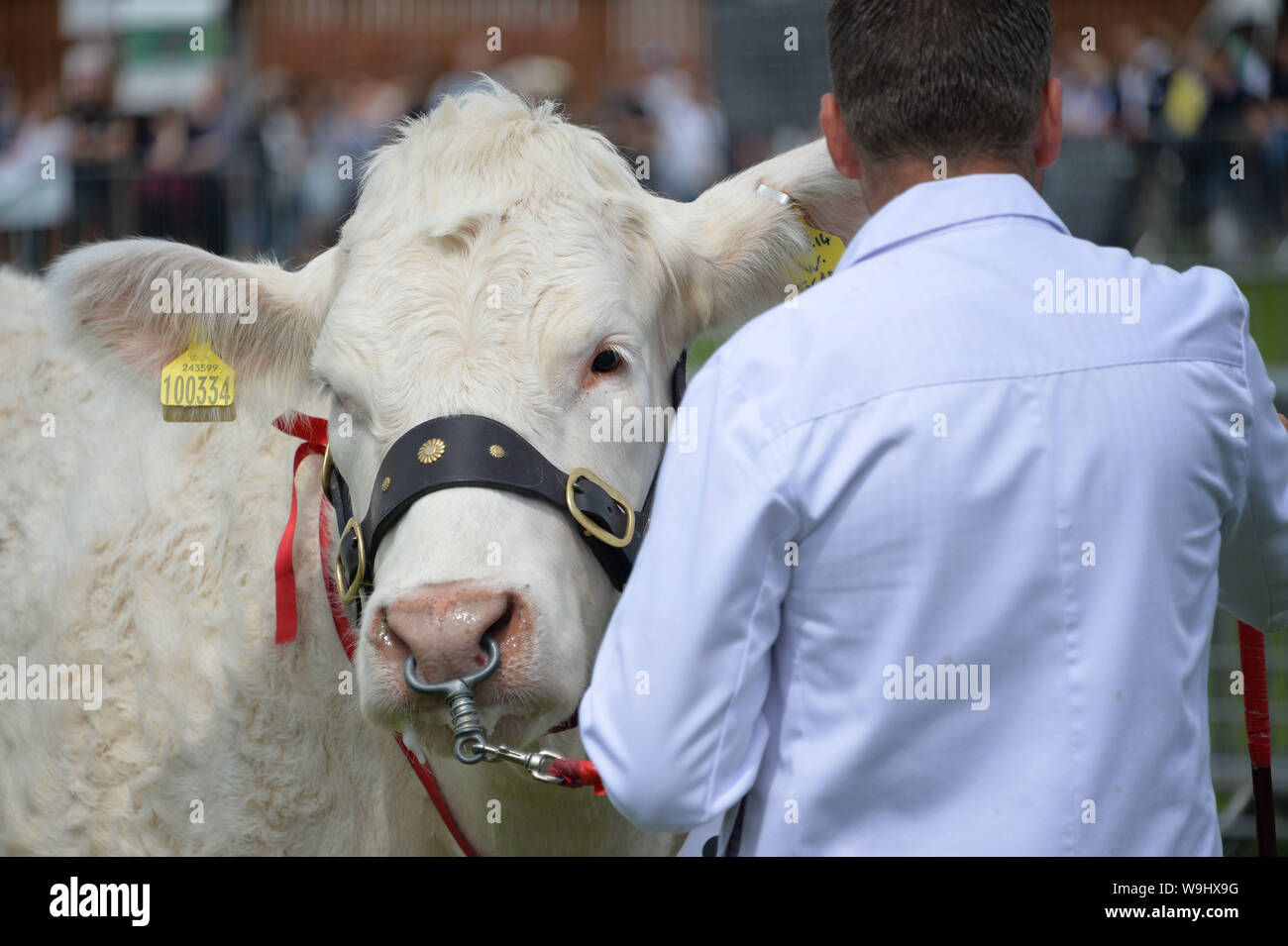 South of England Show, Ardingly 209 Stock Photo - Alamy