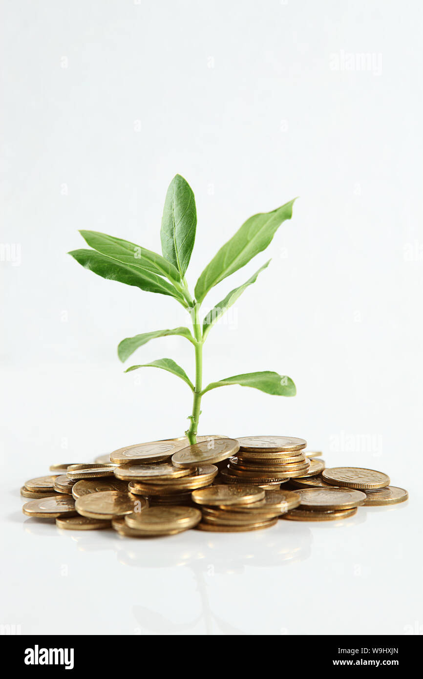 Sapling plantation hi-res stock photography and images - Alamy