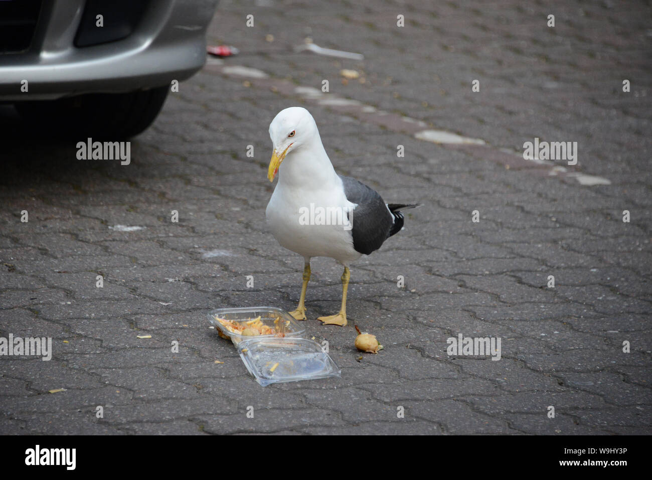 Yellow legs seagull hi-res stock photography and images - Alamy