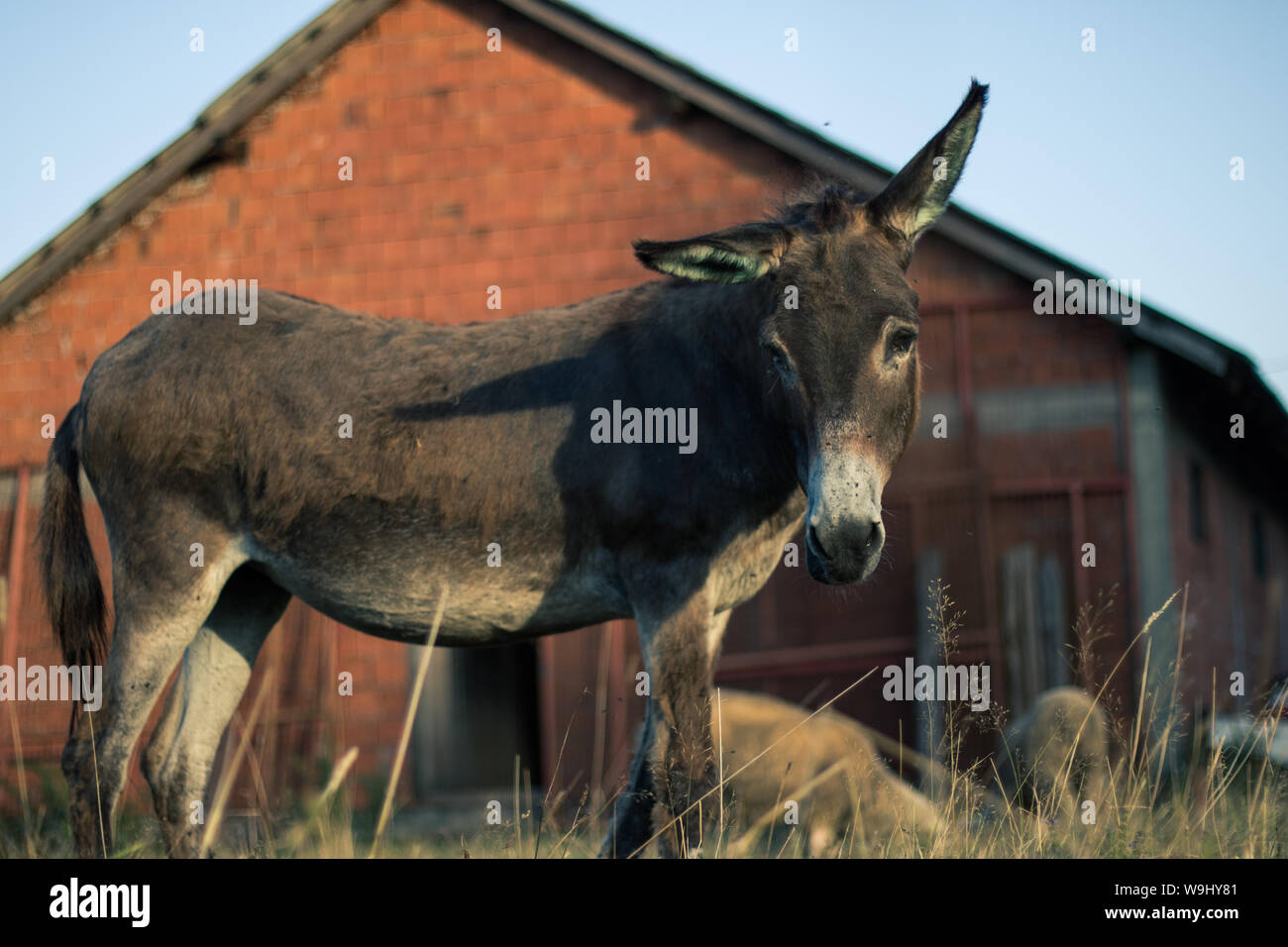 Donkey in stable hi-res stock photography and images - Alamy