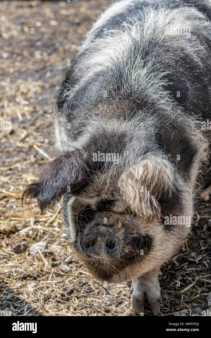 Hairy pig hi-res stock photography and images - Alamy