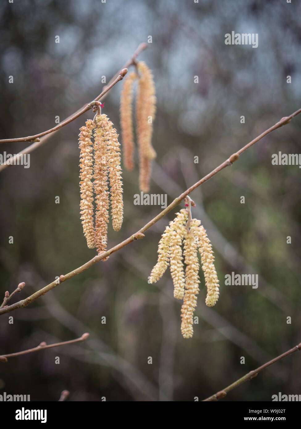 Catkins of the Hazel tree Stock Photo - Alamy